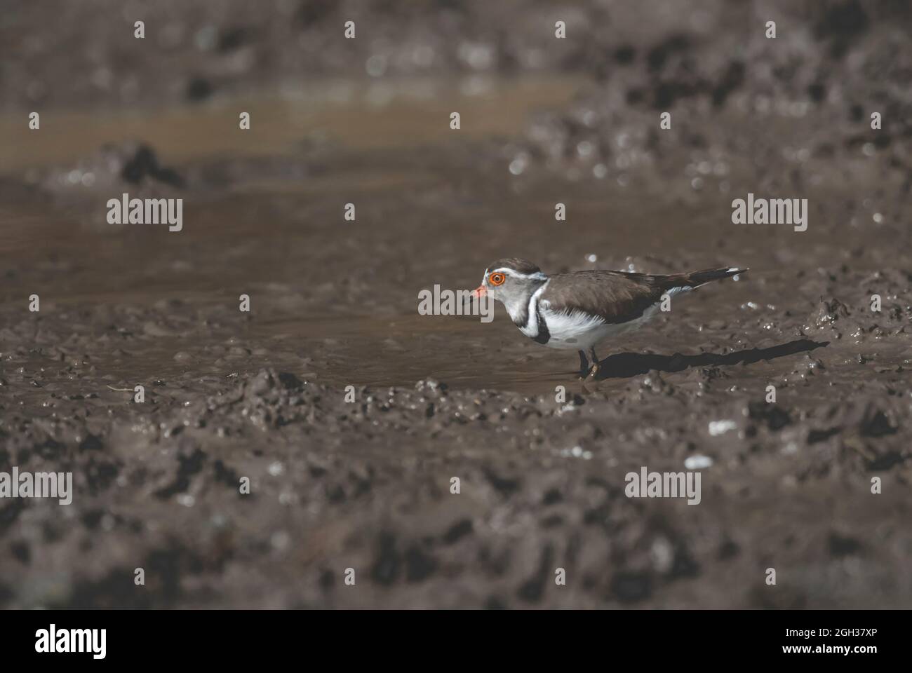 Three banded plover, (Charadrius tricollaris), Kriger National Park ...