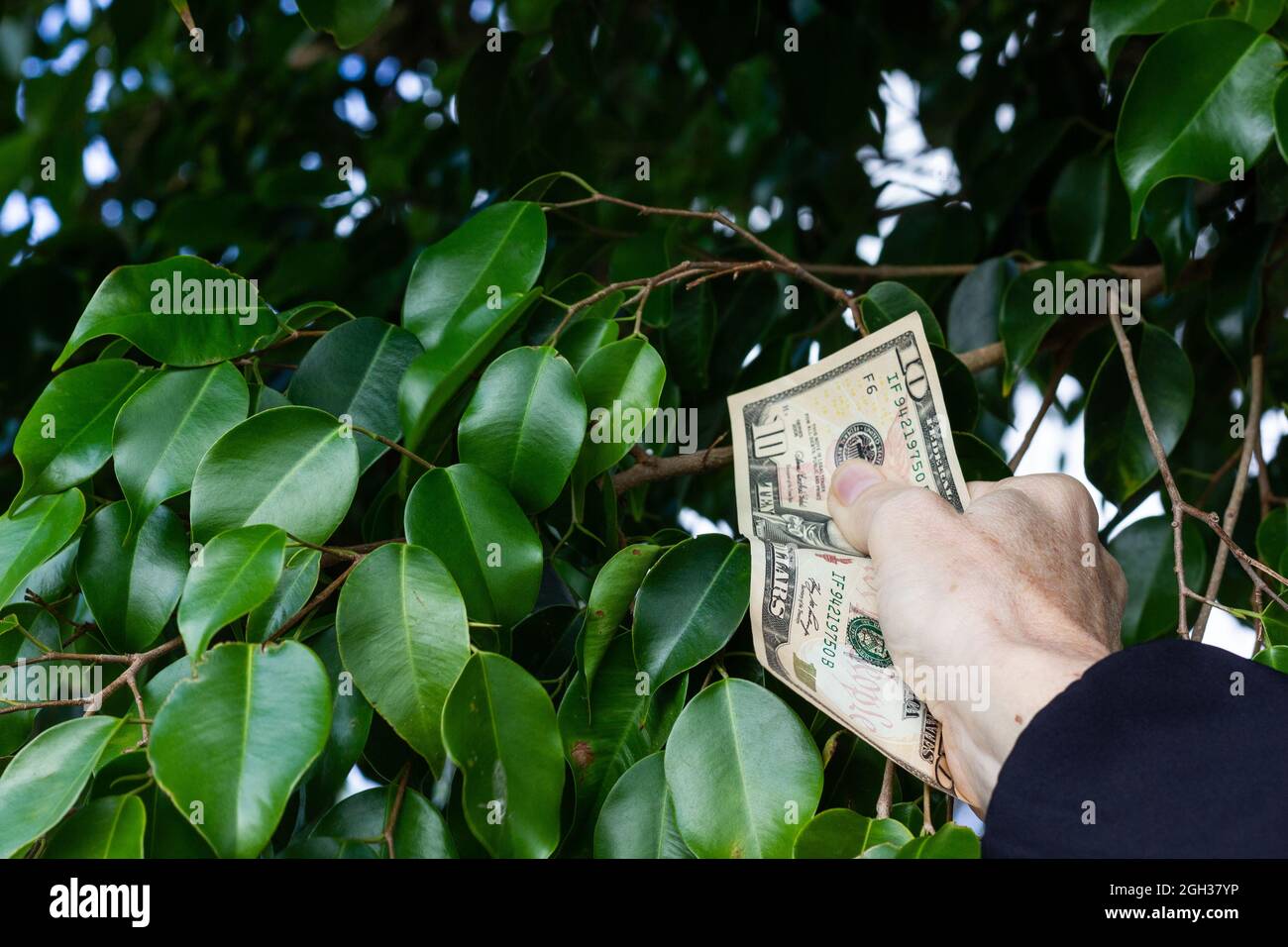 Hands of woman taking ten dollar bill from green leaves bush. Money ...