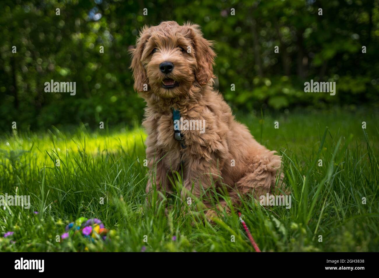 portrait of golden doodle puppy in grass Stock Photo - Alamy