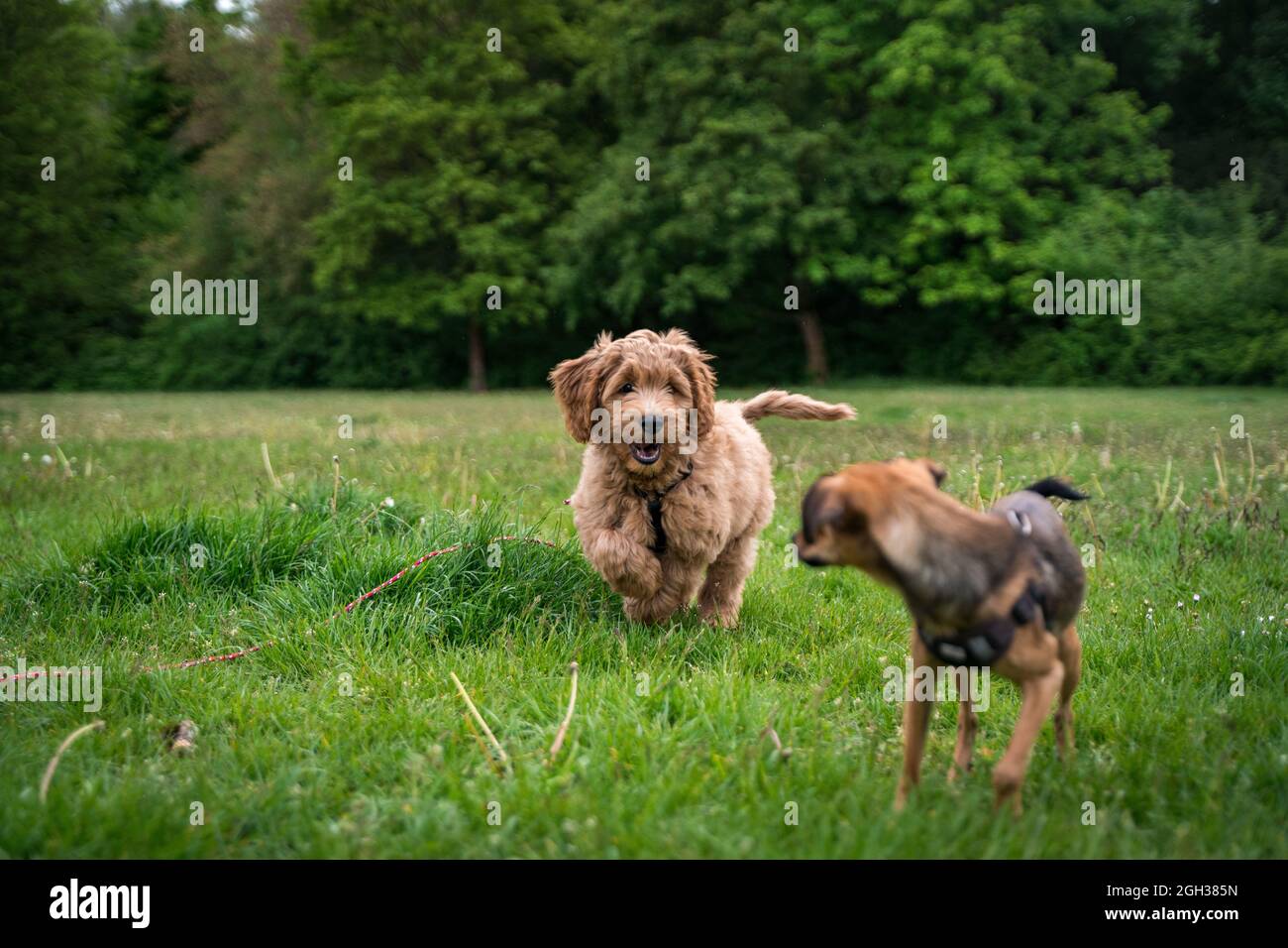 dogs playing on the grass Stock Photo - Alamy