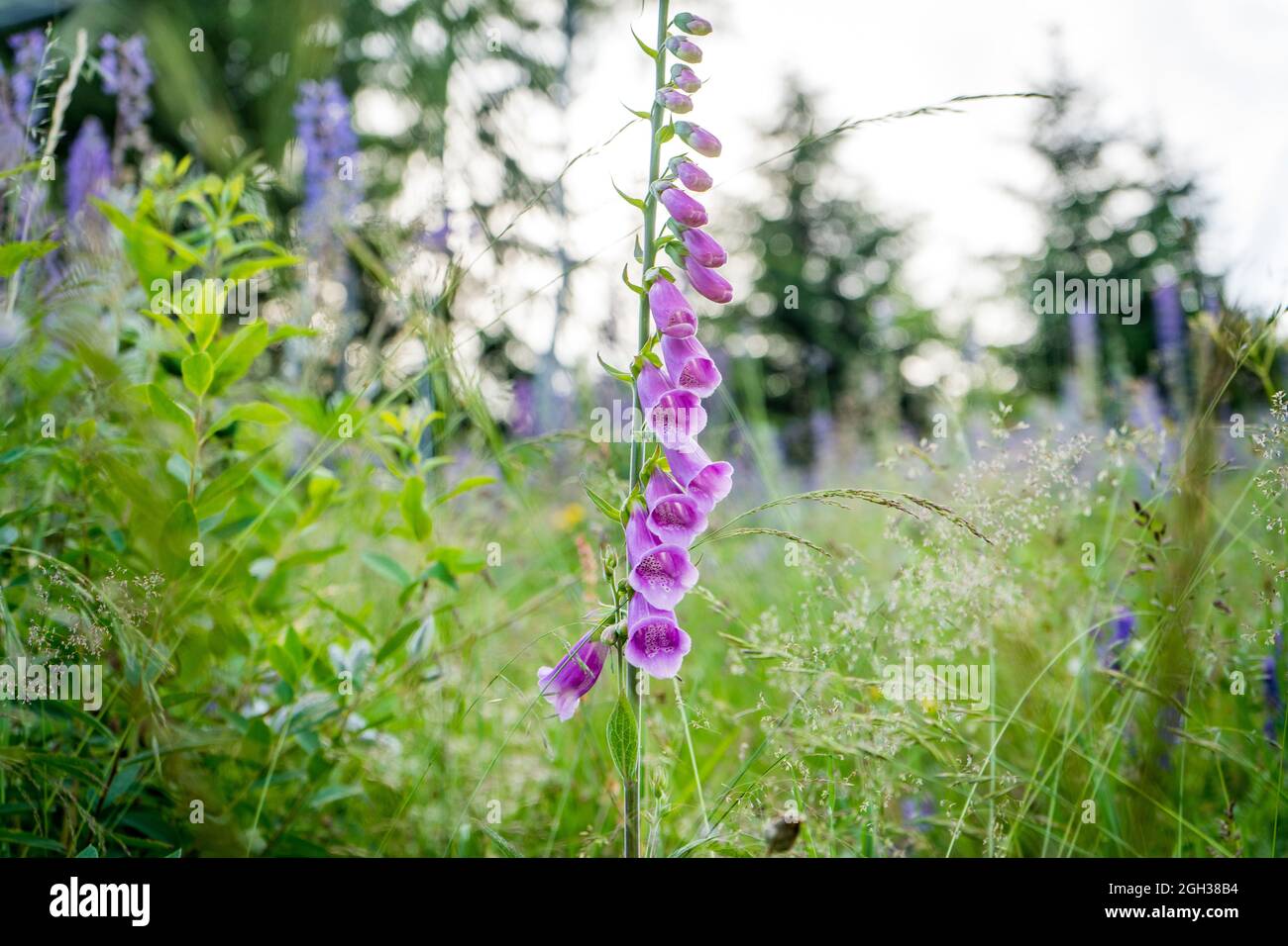 Chromatic flowers hi-res stock photography and images - Alamy