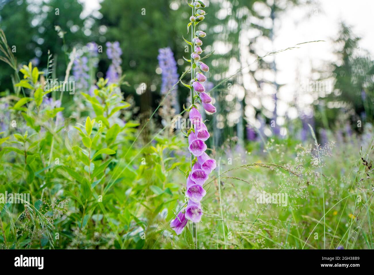 Chromatic flowers hi-res stock photography and images - Alamy