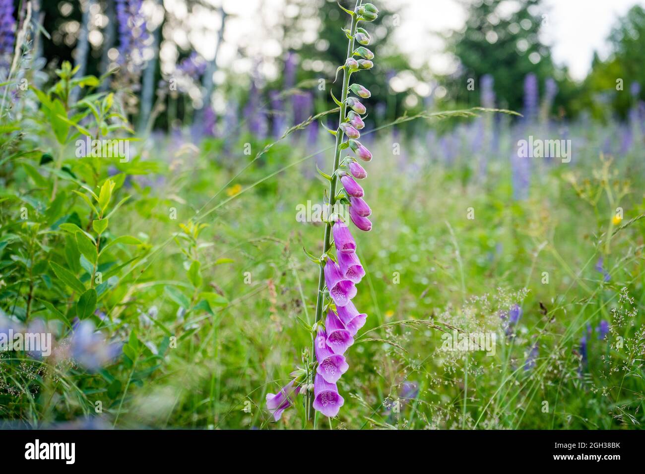 Chromatic flowers hi-res stock photography and images - Alamy