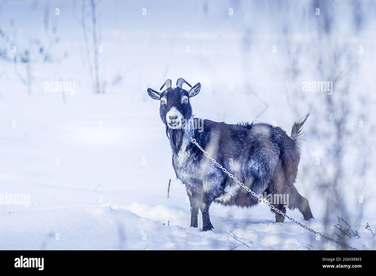 Cute gray goat on white snow. Weather cold, winter Stock Photo - Alamy