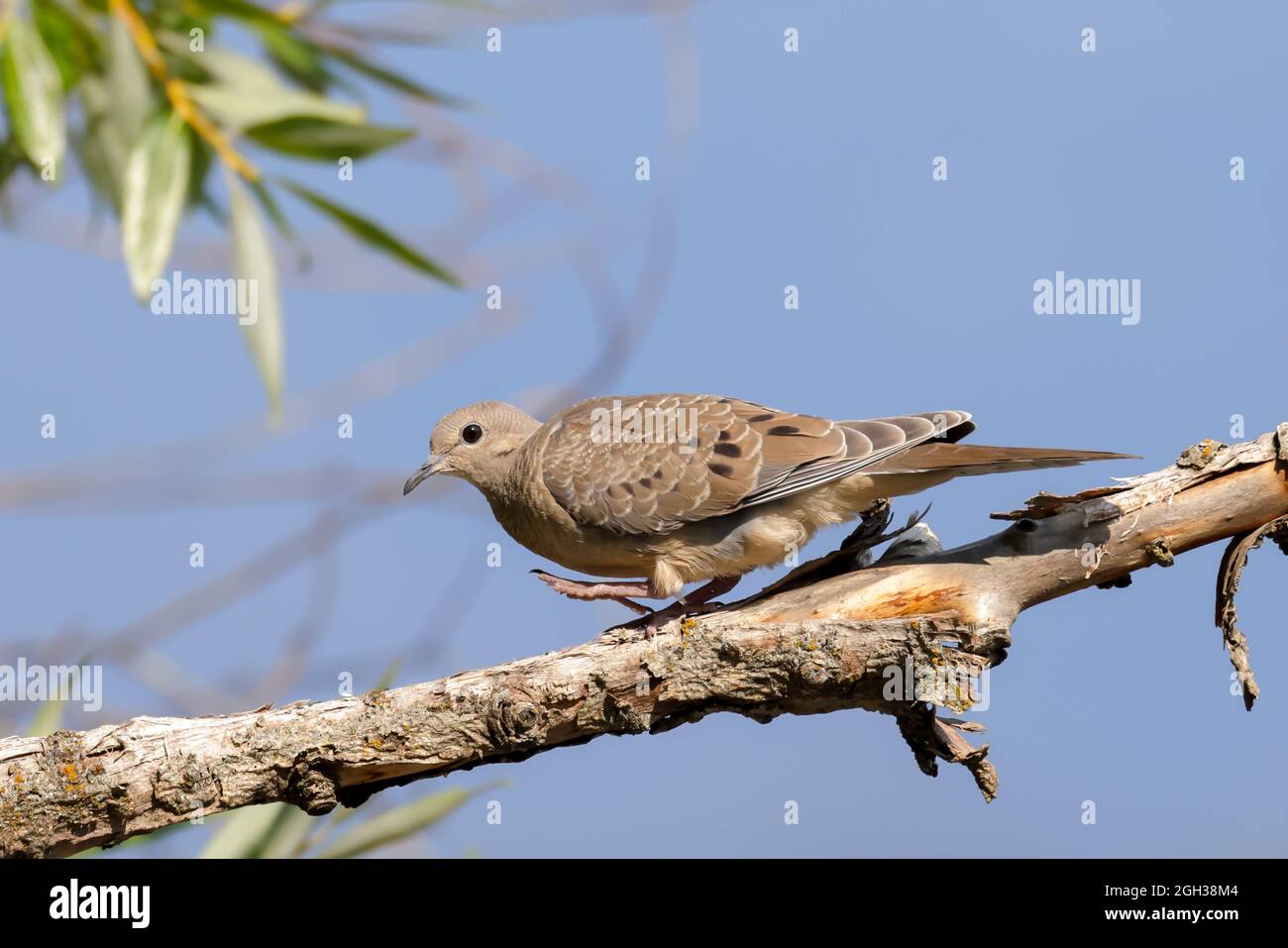 Mourning dove on a limb hi-res stock photography and images - Alamy