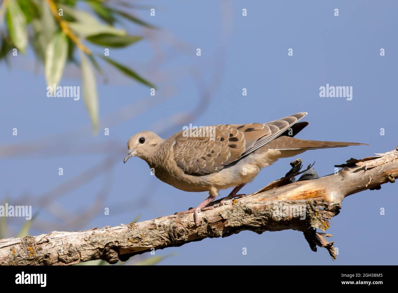 Mourning dove on a limb hi-res stock photography and images - Alamy