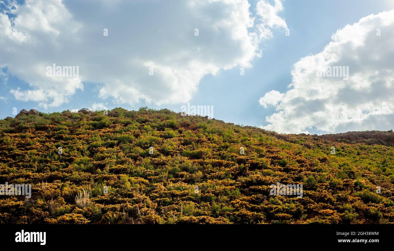 Iran plant hi-res stock photography and images - Alamy