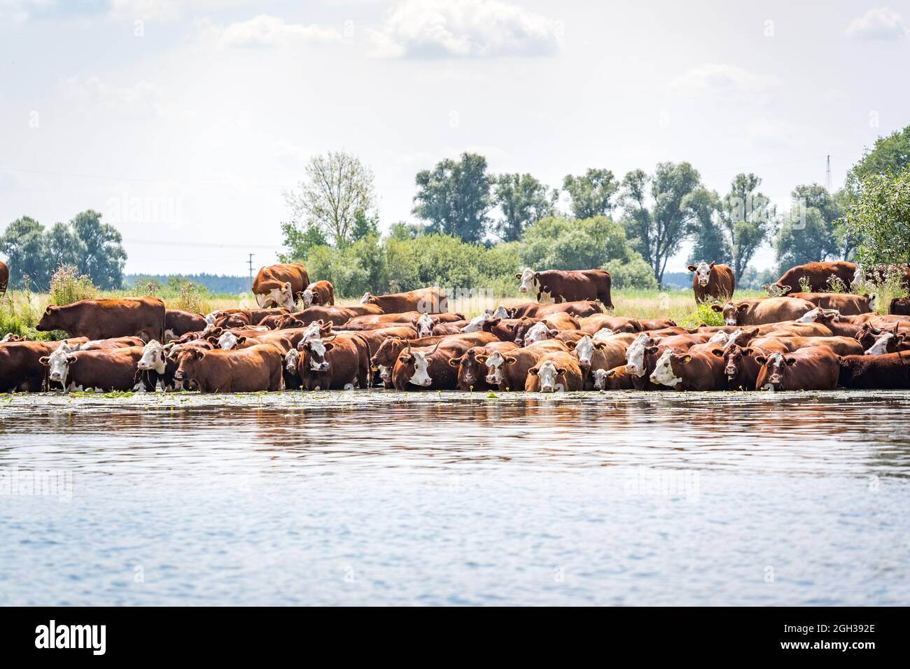 Grazing cattle drinking river hi-res stock photography and images - Alamy