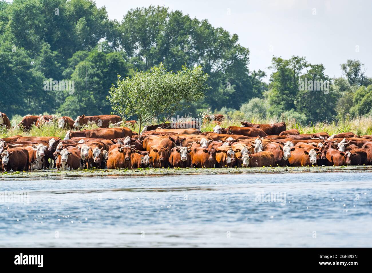 cows drinking water from the river and bathing Stock Photo - Alamy