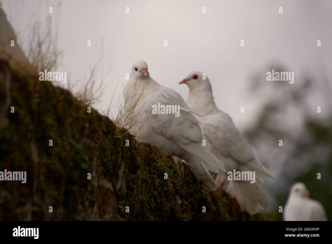 White doves (Columbidae) sat on a wall at Felbrigg Hall, Norfolk Stock ...