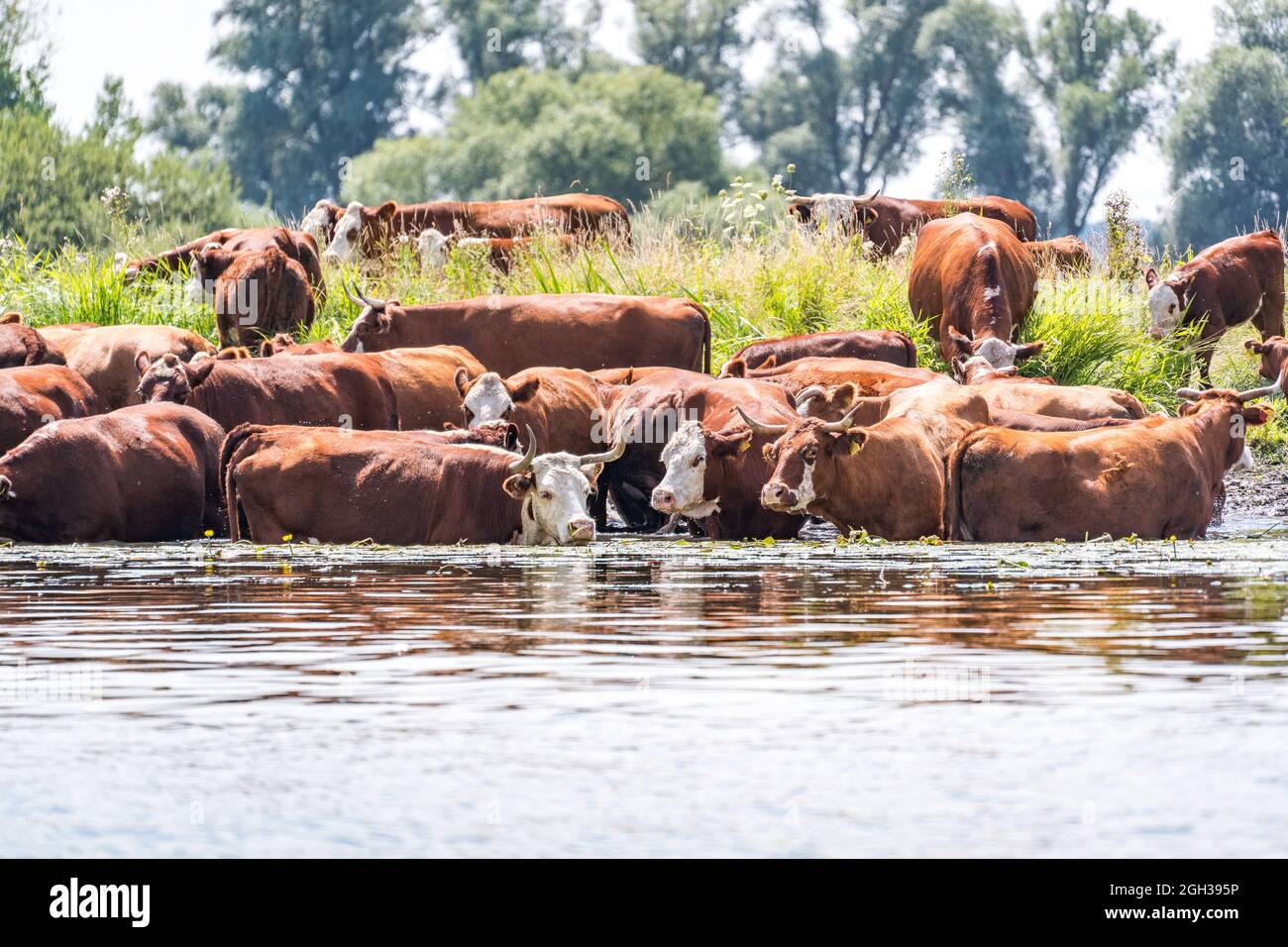 cows drinking and bathing in the water Stock Photo - Alamy