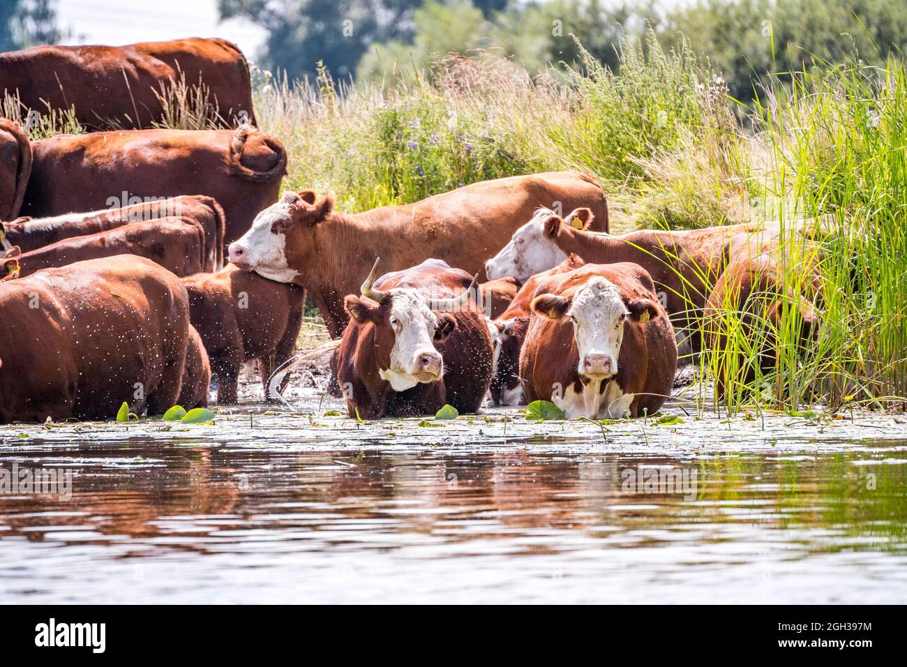 cows bathing in the water Stock Photo - Alamy