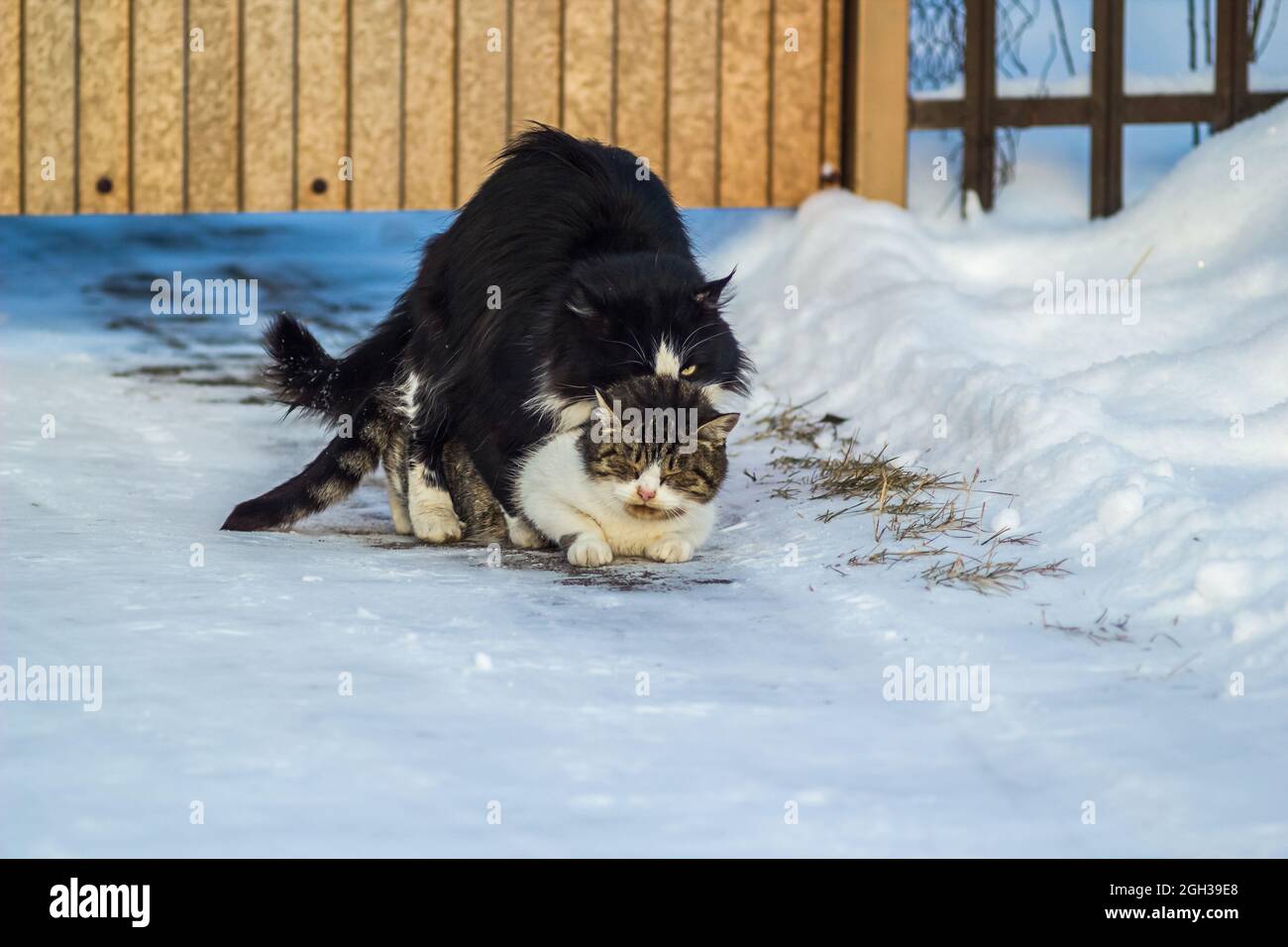Two domestic cats mating on white snow in Europe Stock Photo - Alamy