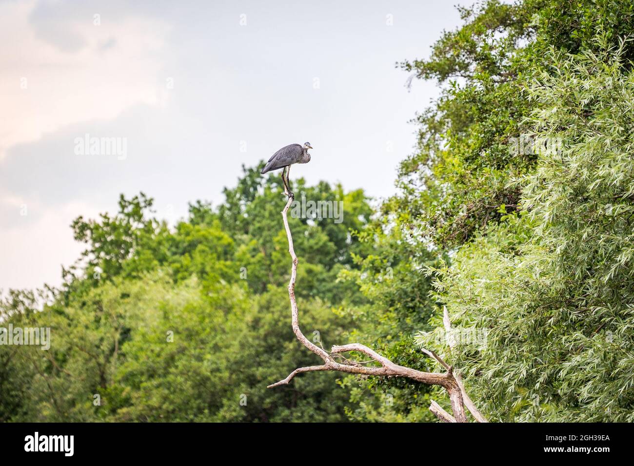 Big crane for fish hi-res stock photography and images - Alamy
