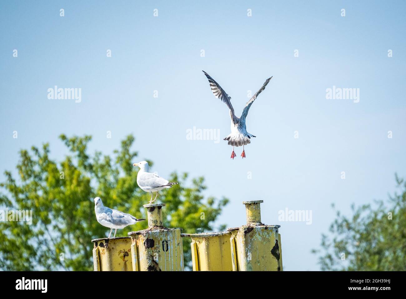 seagull landing on a post Stock Photo - Alamy
