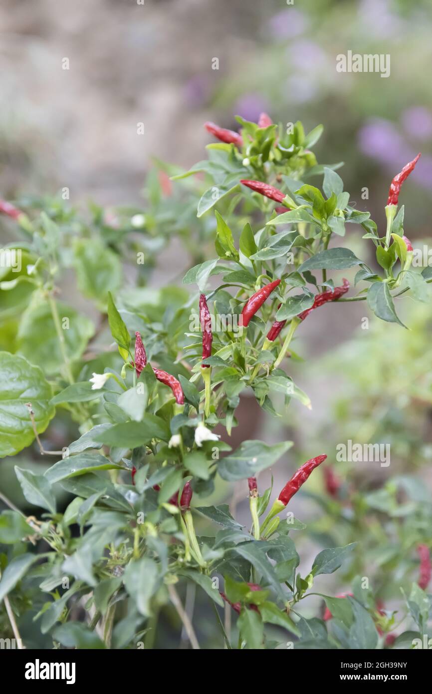 Red hot pepper plant, vertical image of chili plant Stock Photo - Alamy