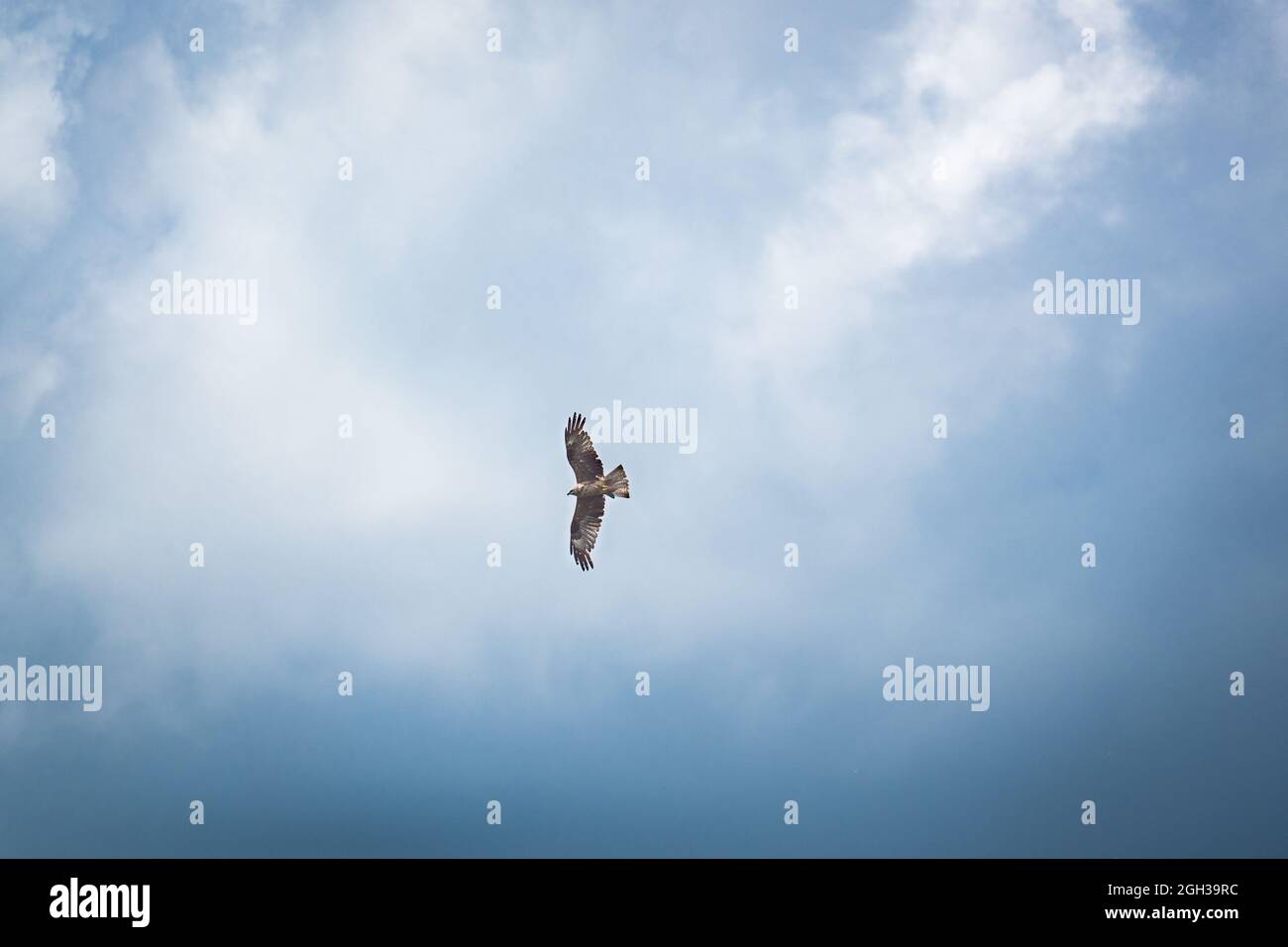 Eagle soaring sun hi-res stock photography and images - Alamy