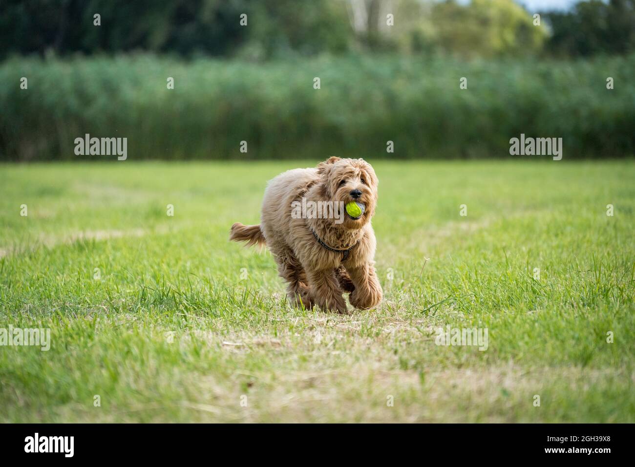 dog running with ball in the park Stock Photo - Alamy