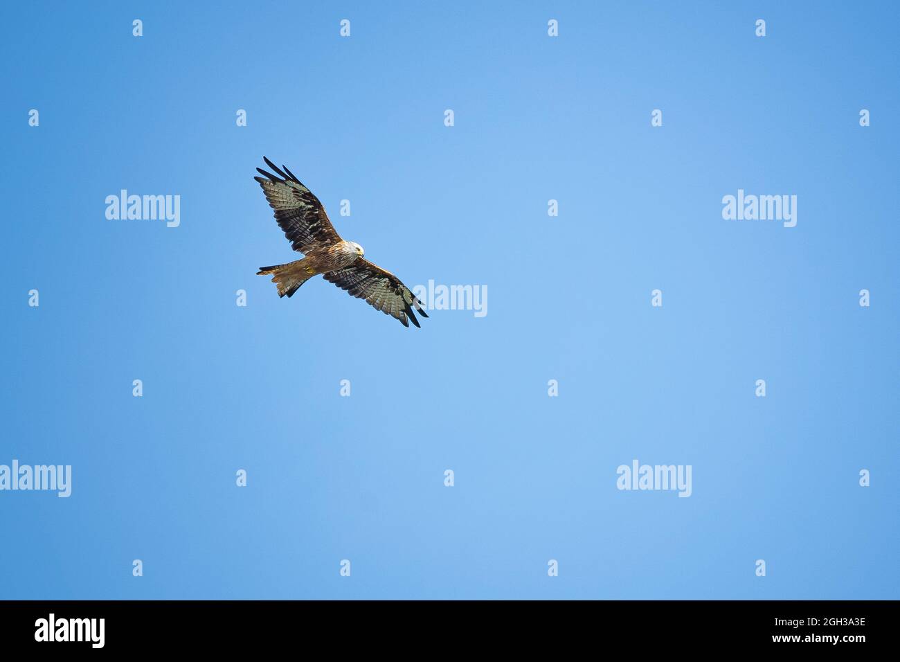 Osprey plane flying hi-res stock photography and images - Alamy