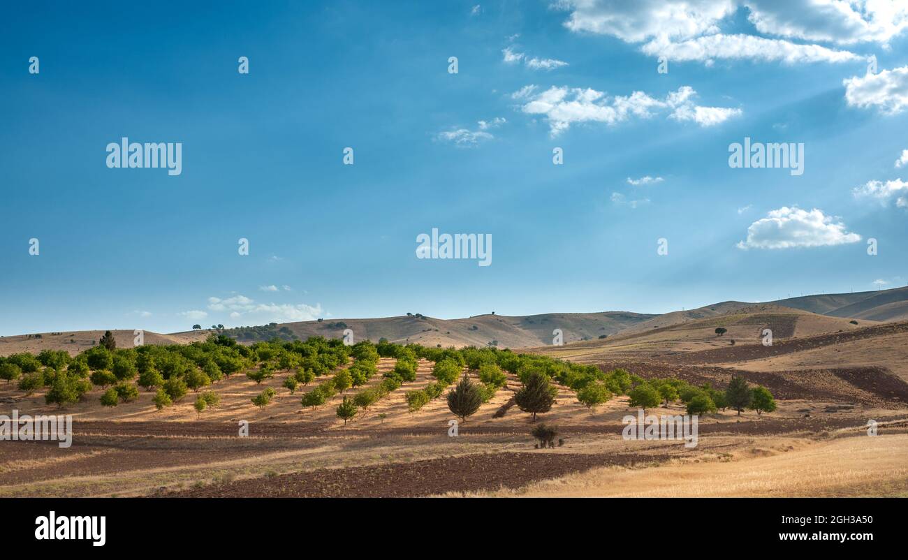harvested flat field with a garden on the hill in lorestan province ...
