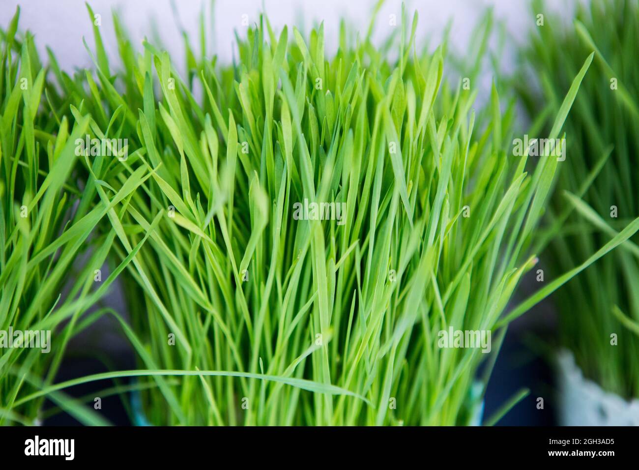 Green grass pot decoration hi-res stock photography and images - Alamy