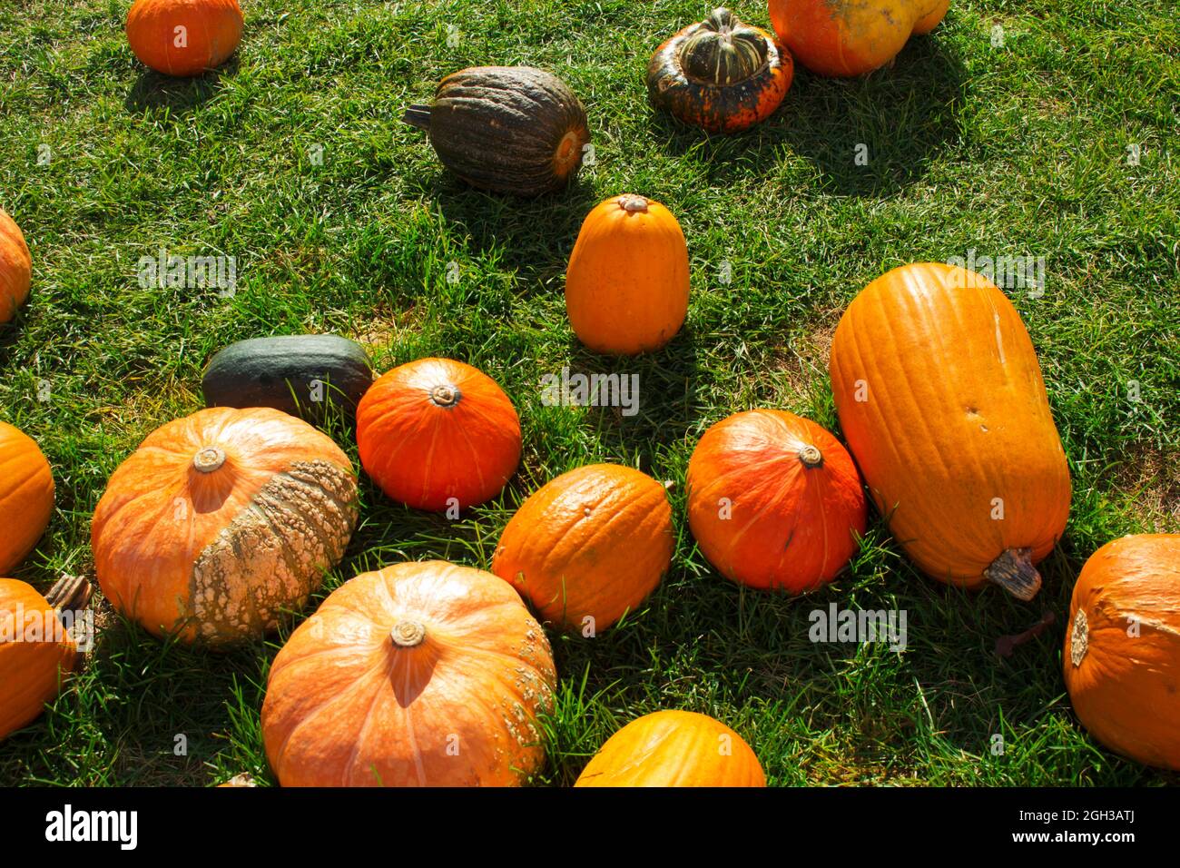 Various types of pumpkins collected at the harvest festival Stock Photo ...