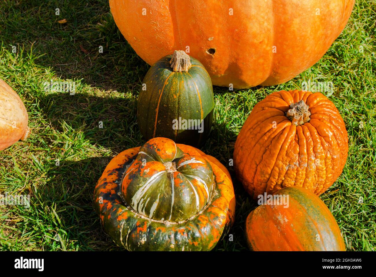 Various types of pumpkins collected at the harvest festival Stock Photo ...