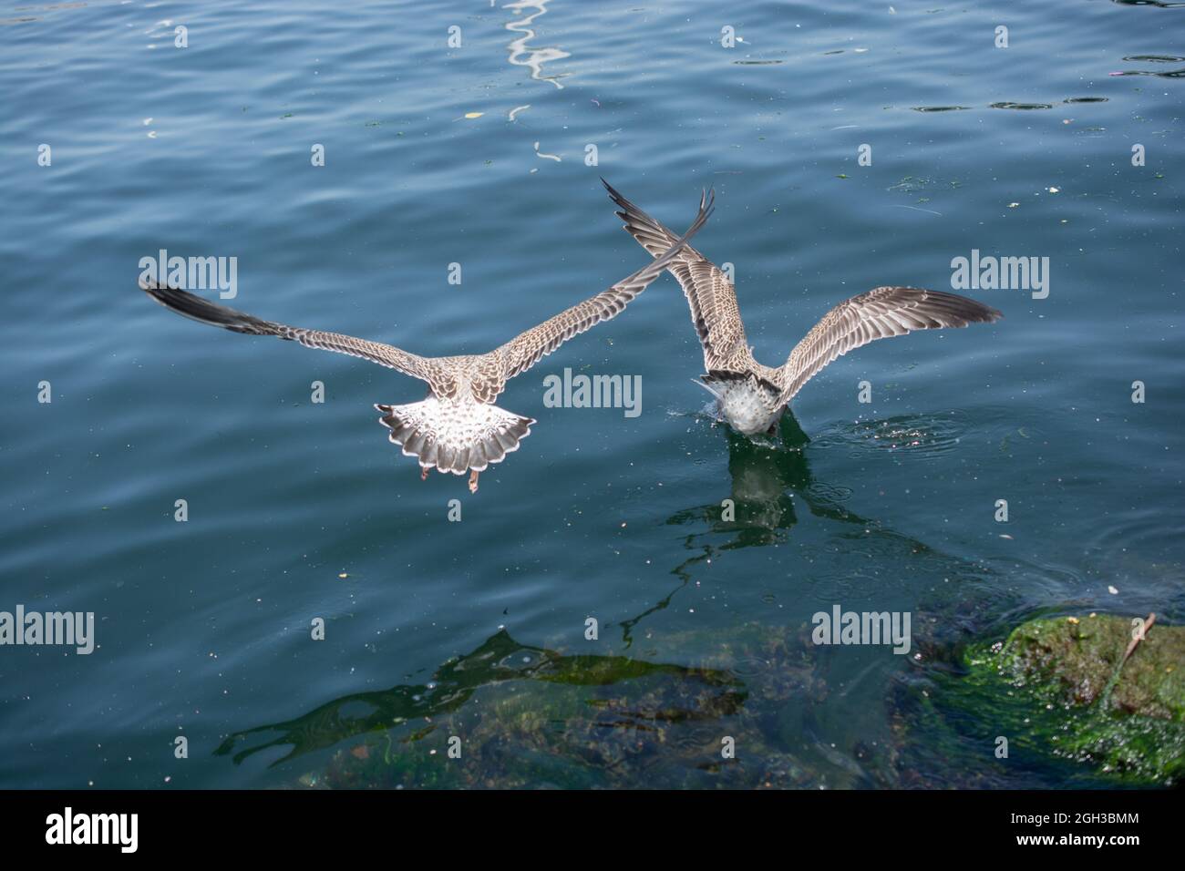 Birds flying on water surface Stock Photo - Alamy