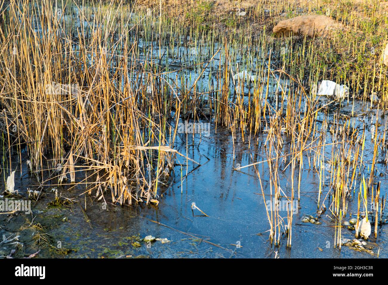 Dirty water. Ecological catastrophe, the river is polluted with rubbish ...