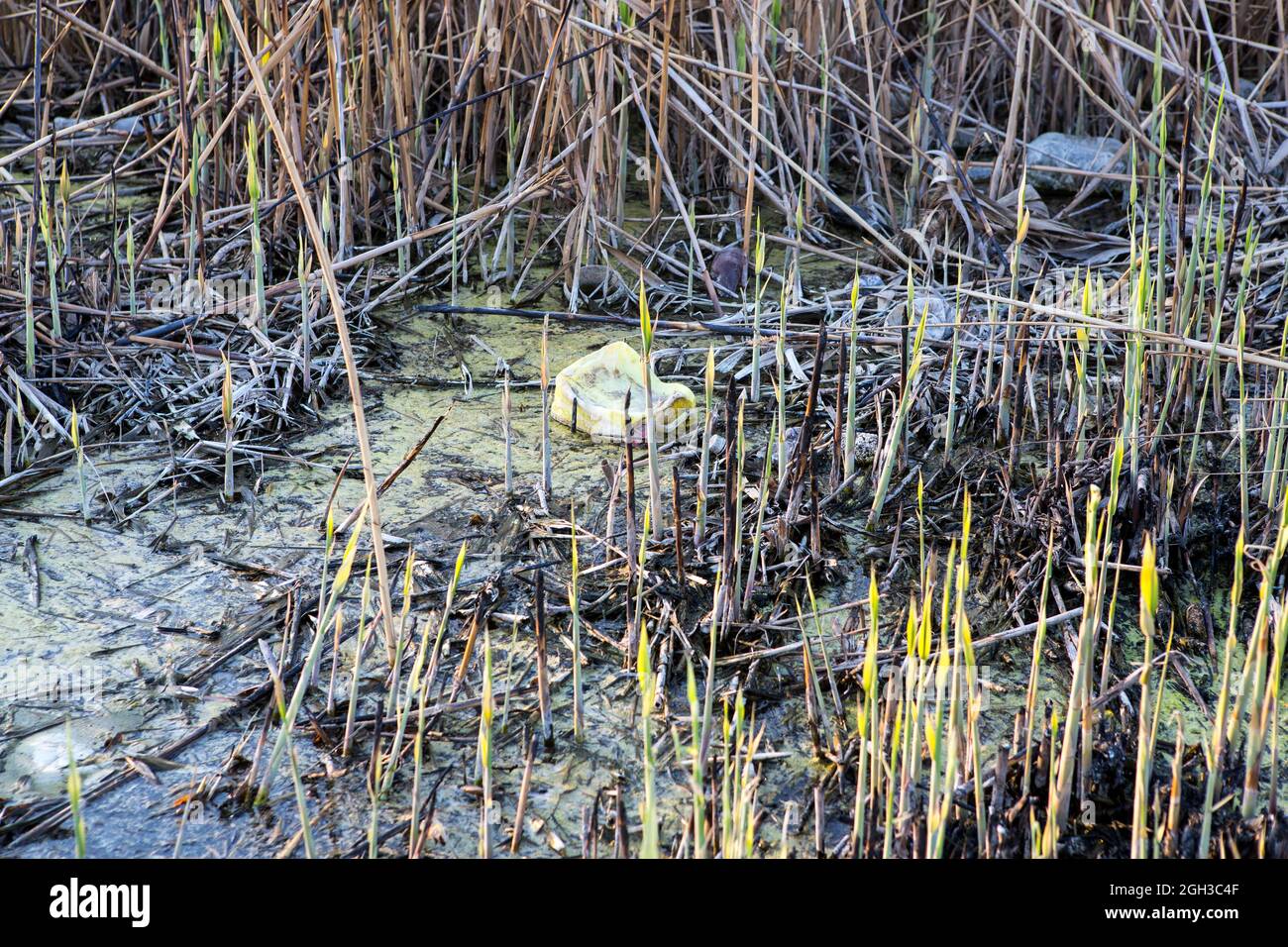 Dirty water. Ecological catastrophe, the river is polluted with rubbish ...
