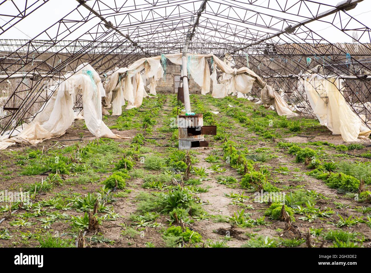 Abandoned greenhouses. Destroyed greenhouse of a ruined hothouse ...