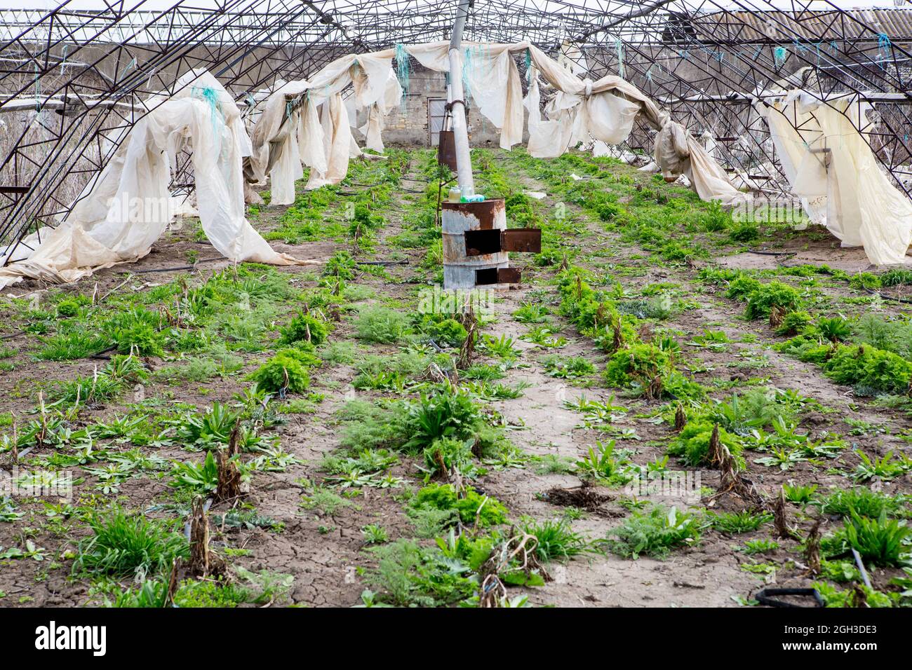 Abandoned greenhouses. Destroyed greenhouse of a ruined hothouse ...