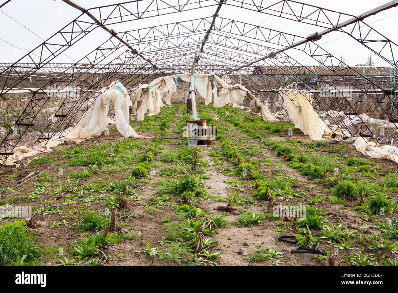 Abandoned greenhouses. Destroyed greenhouse of a ruined hothouse ...