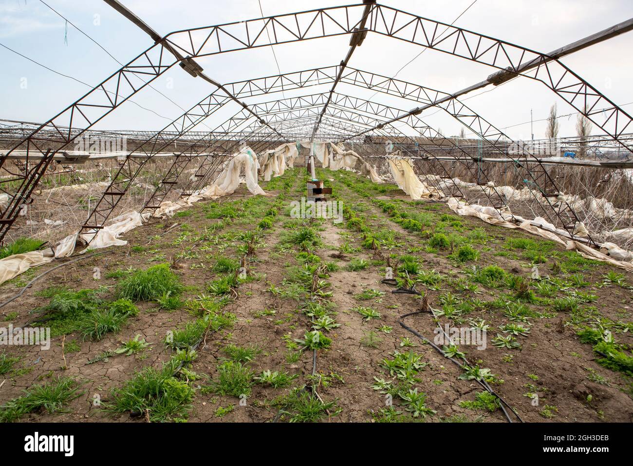 Abandoned greenhouses. Destroyed greenhouse of a ruined hothouse ...