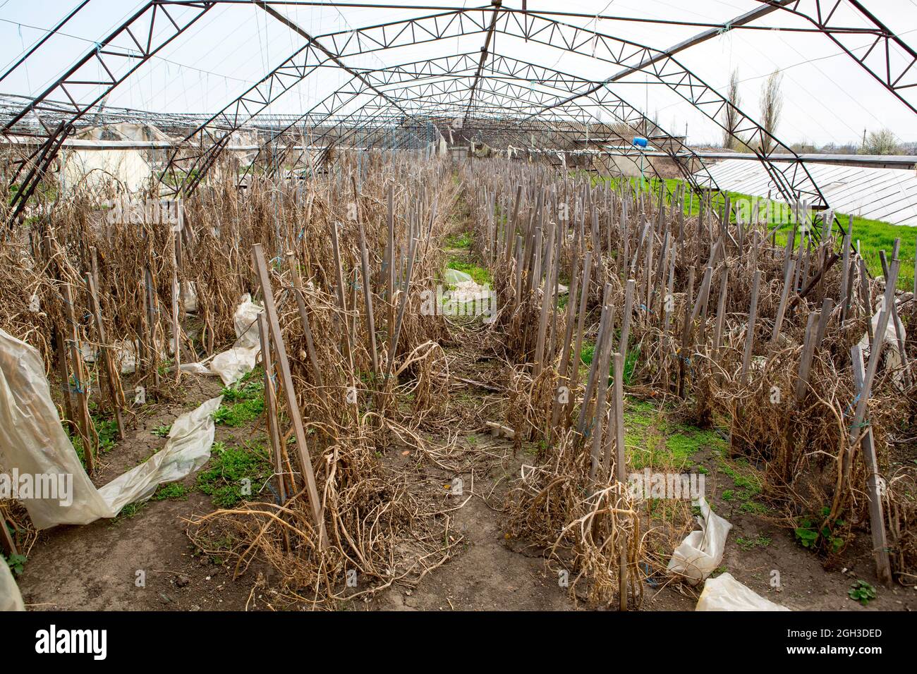 Abandoned greenhouses. Destroyed greenhouse of a ruined hothouse ...