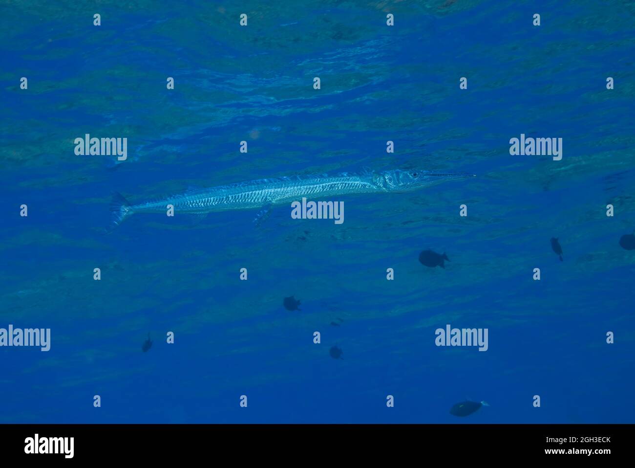 Saltwater crocodile hawaii hi-res stock photography and images - Alamy