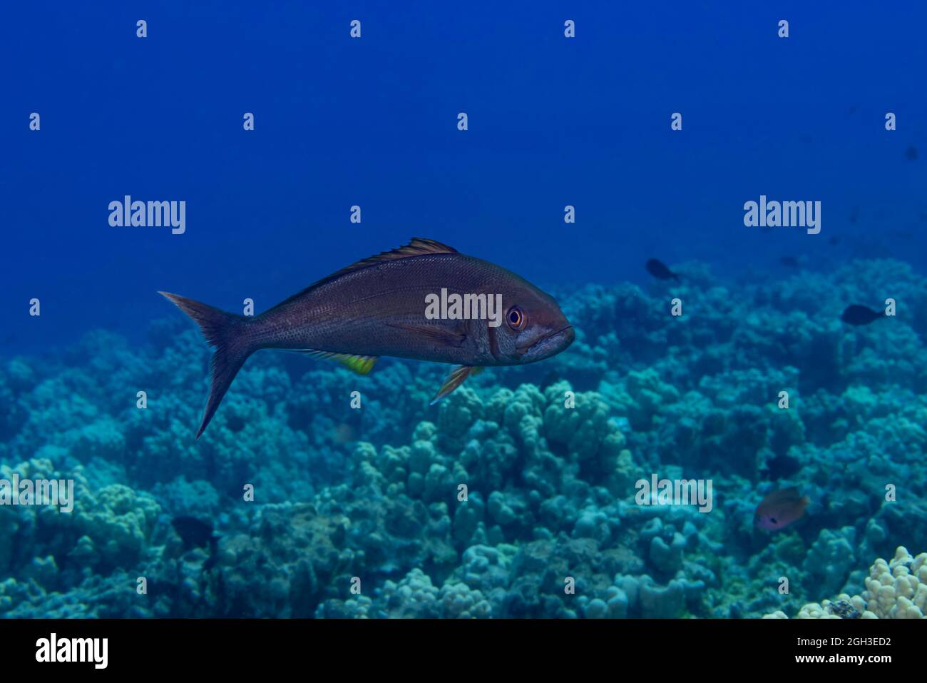 The small toothed jobfish, Aphareus furca, is also known as a forktail ...