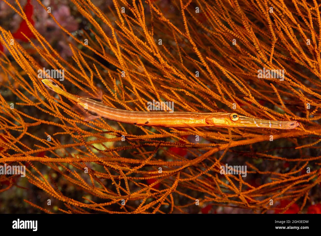 This trumpetfish, Aulostomus chinensis, is attempting to camouflage ...