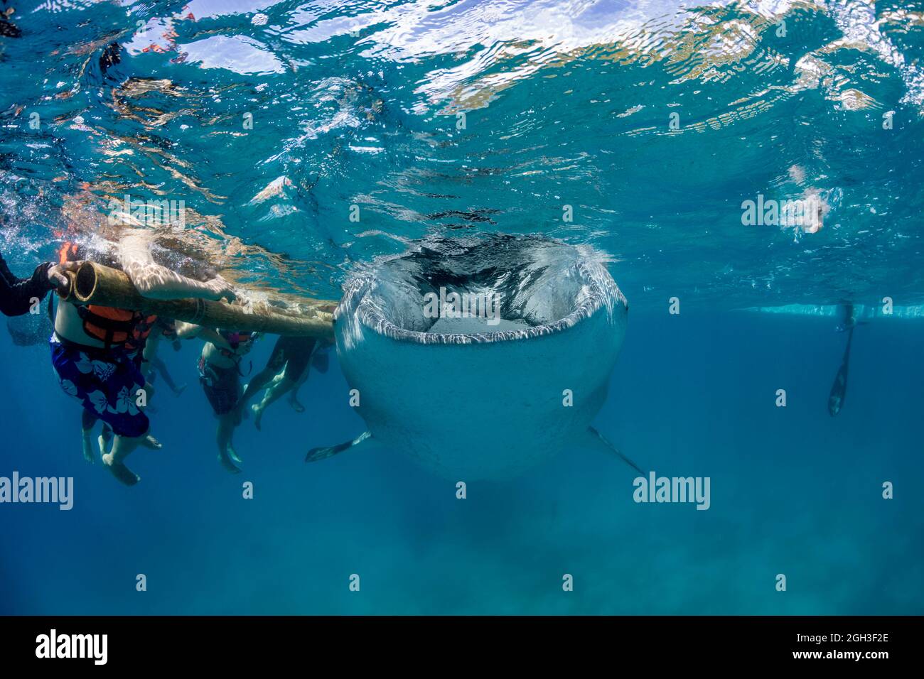 Tourists cling to a bamboo outrigger as a whale shark, Rhiniodon typus ...