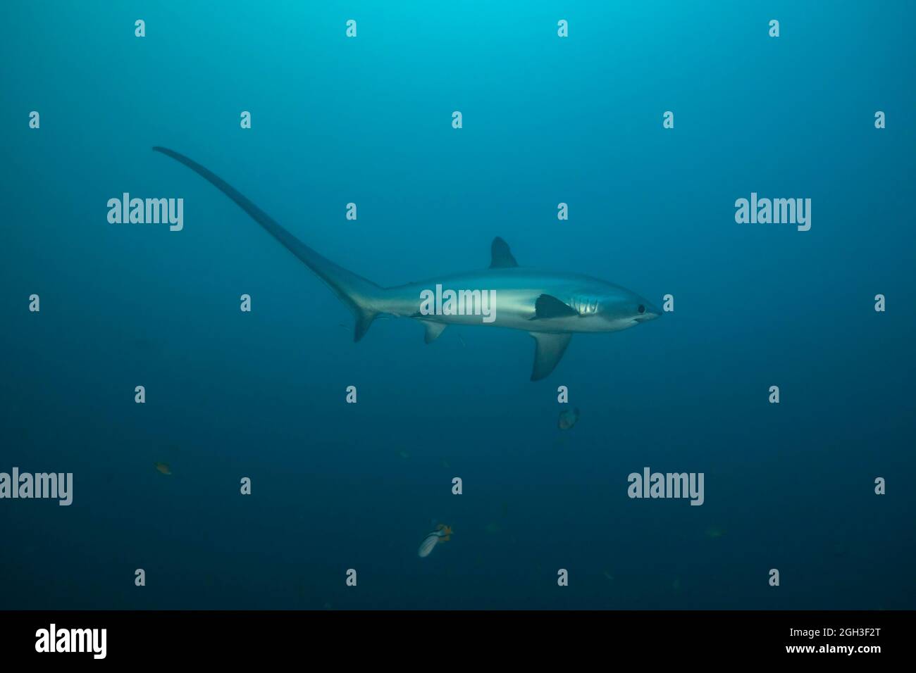 There are three species of thresher sharks all characterized by the ...