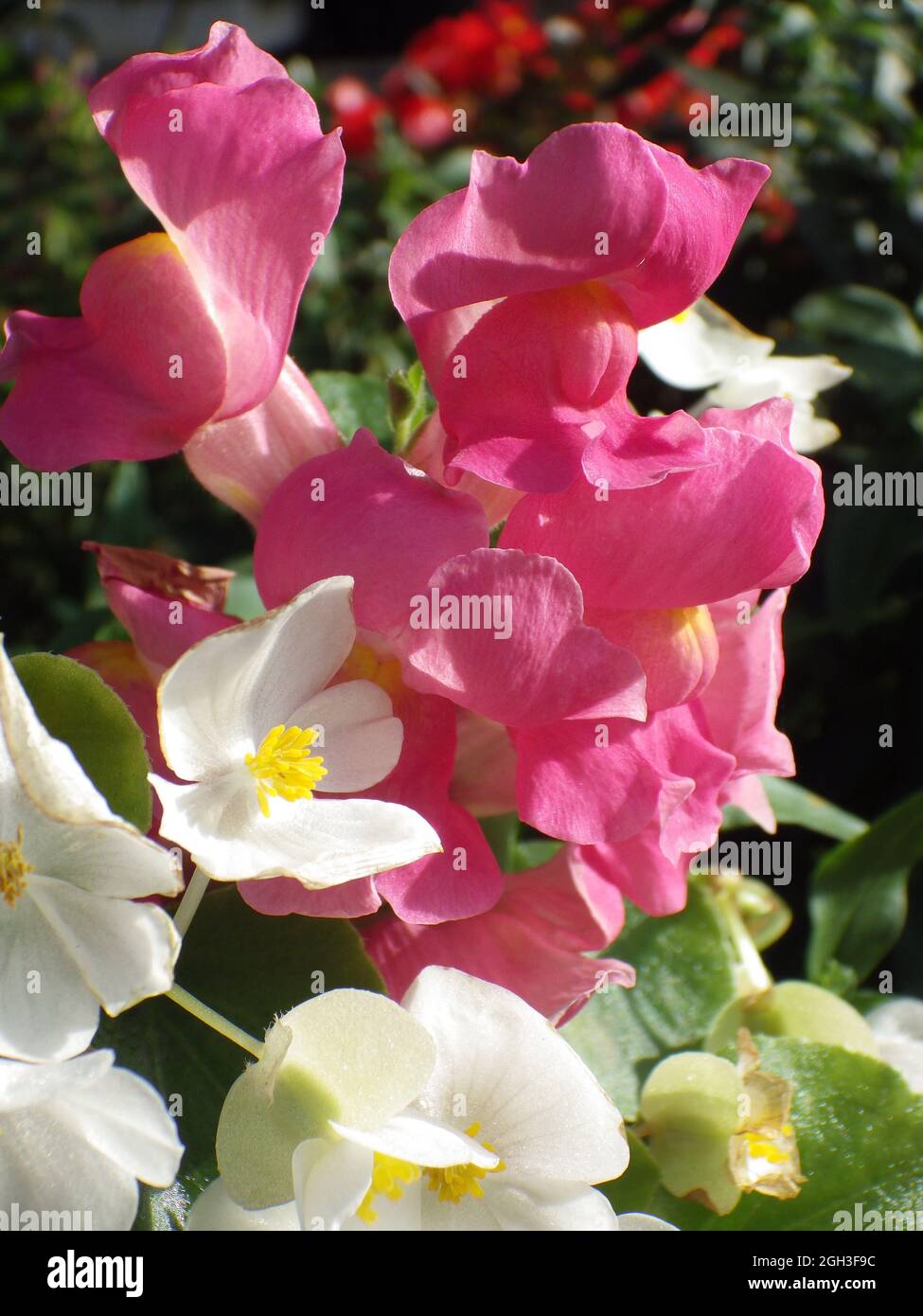 Clubed begonia hi-res stock photography and images - Alamy