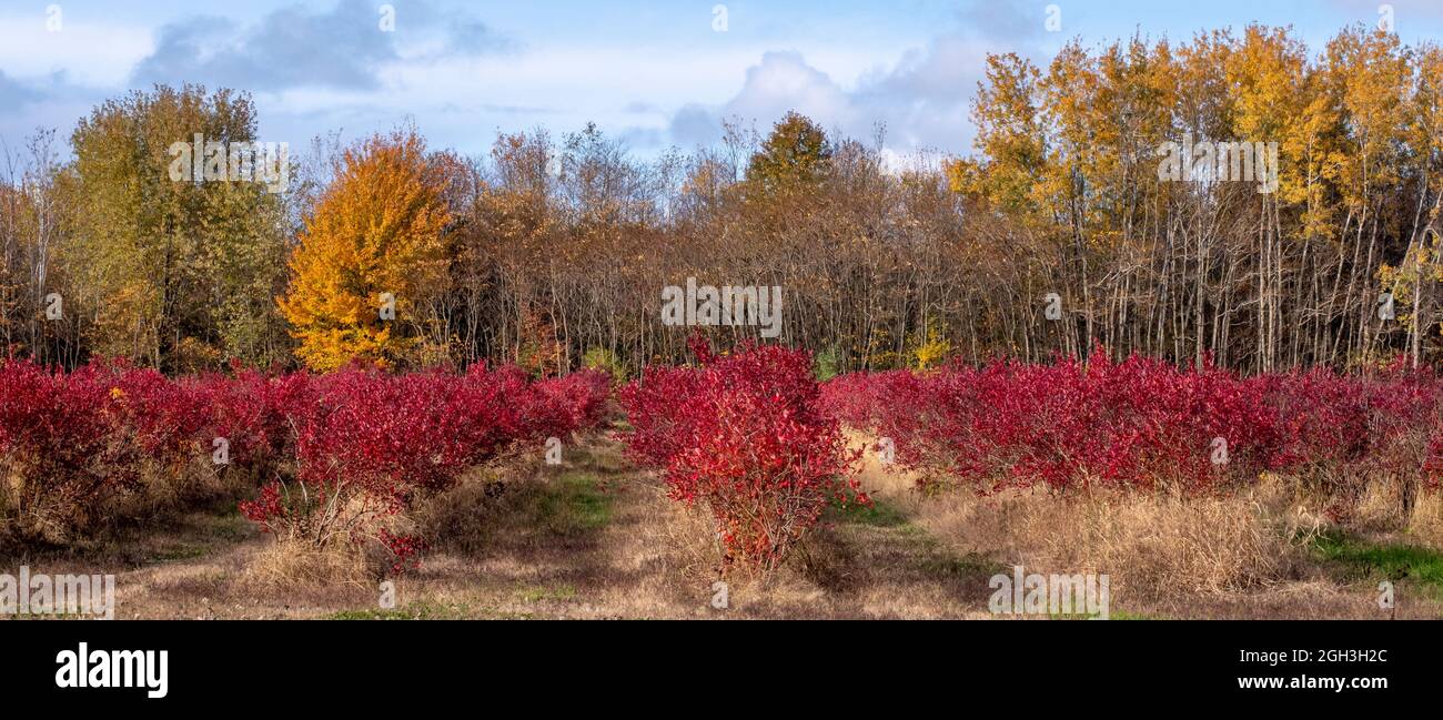 Autumn panorama of a colorful blueberry field in Michigan USA Stock ...