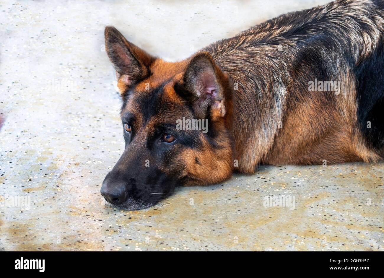 A beautiful German Shepherd lies on the garage floor at the feet of his ...