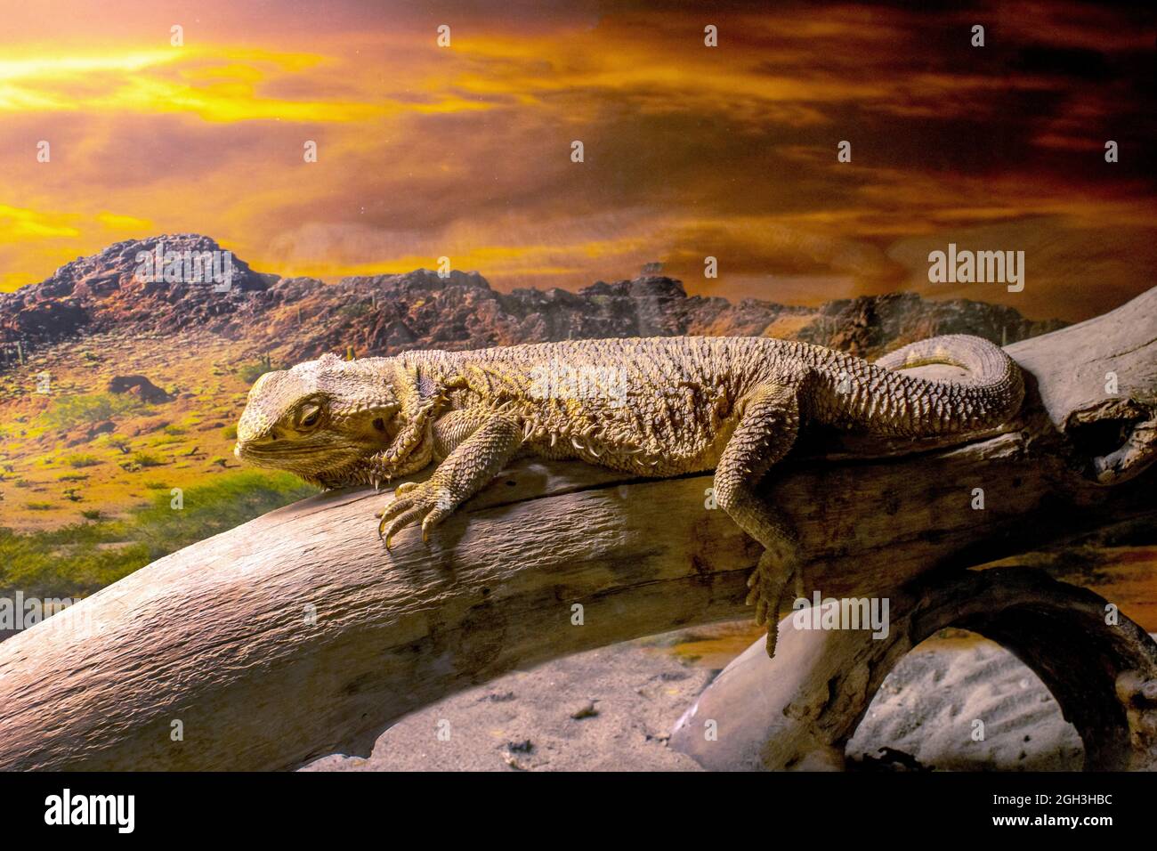 Young bearded dragon stretches out on a log in a habitat Stock Photo ...