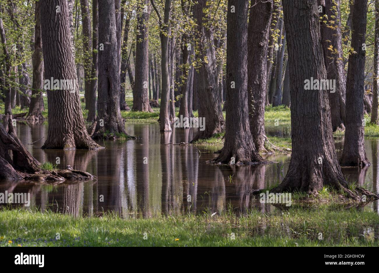 A pretty wooded park has flood waters creating new ponds among the ...