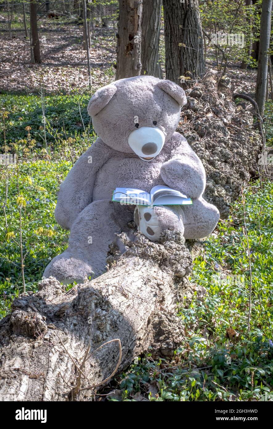 A giant teddy bear sits on a log in a springtime woods, and reads a ...