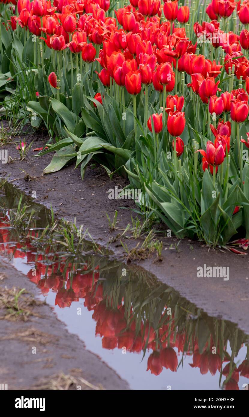 Rows of red tulips are reflected in a mud puddle after a spring rain in ...