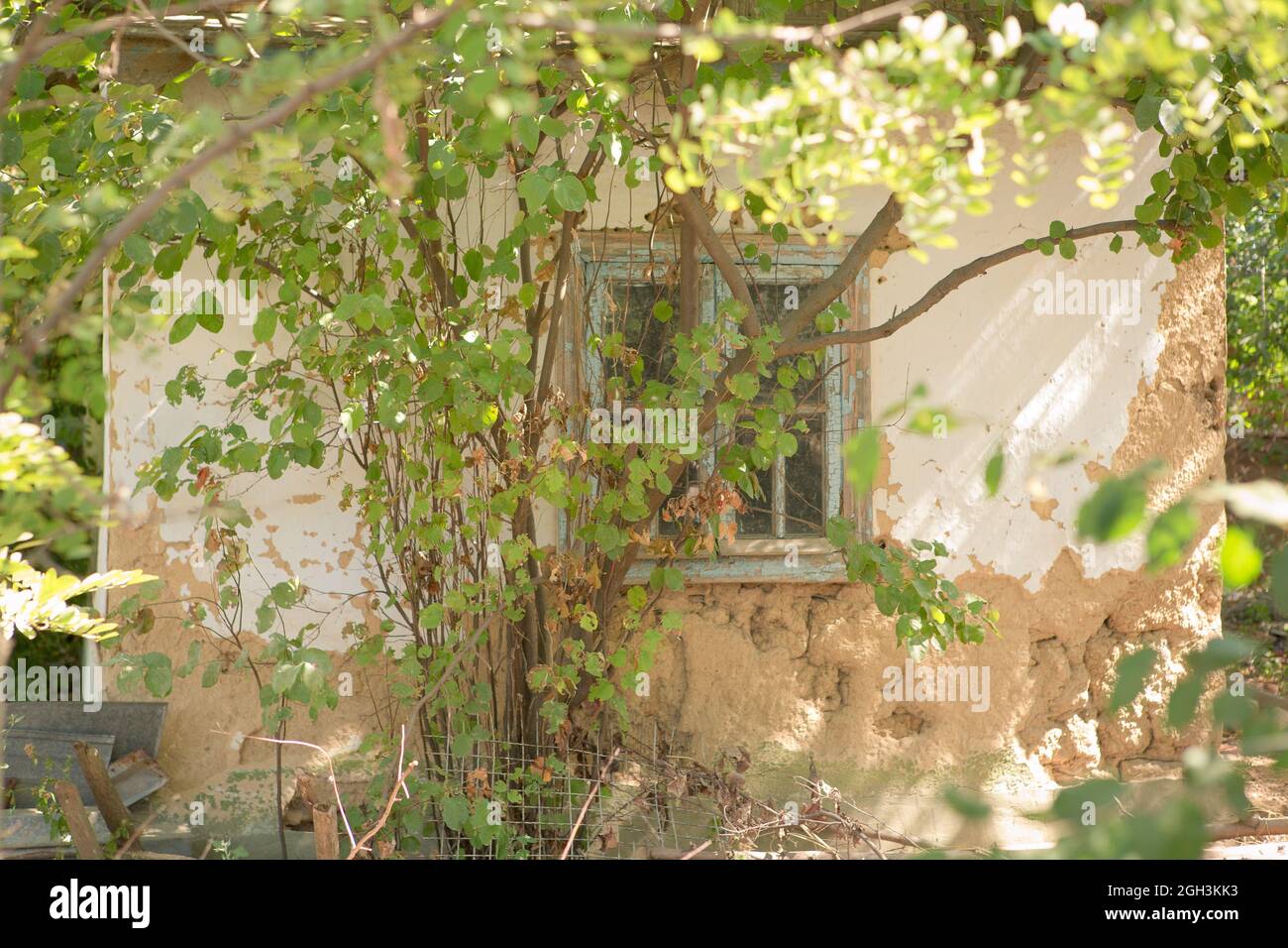 Ruined old house. Ruins of house made of shell rock, straw and clay in ...
