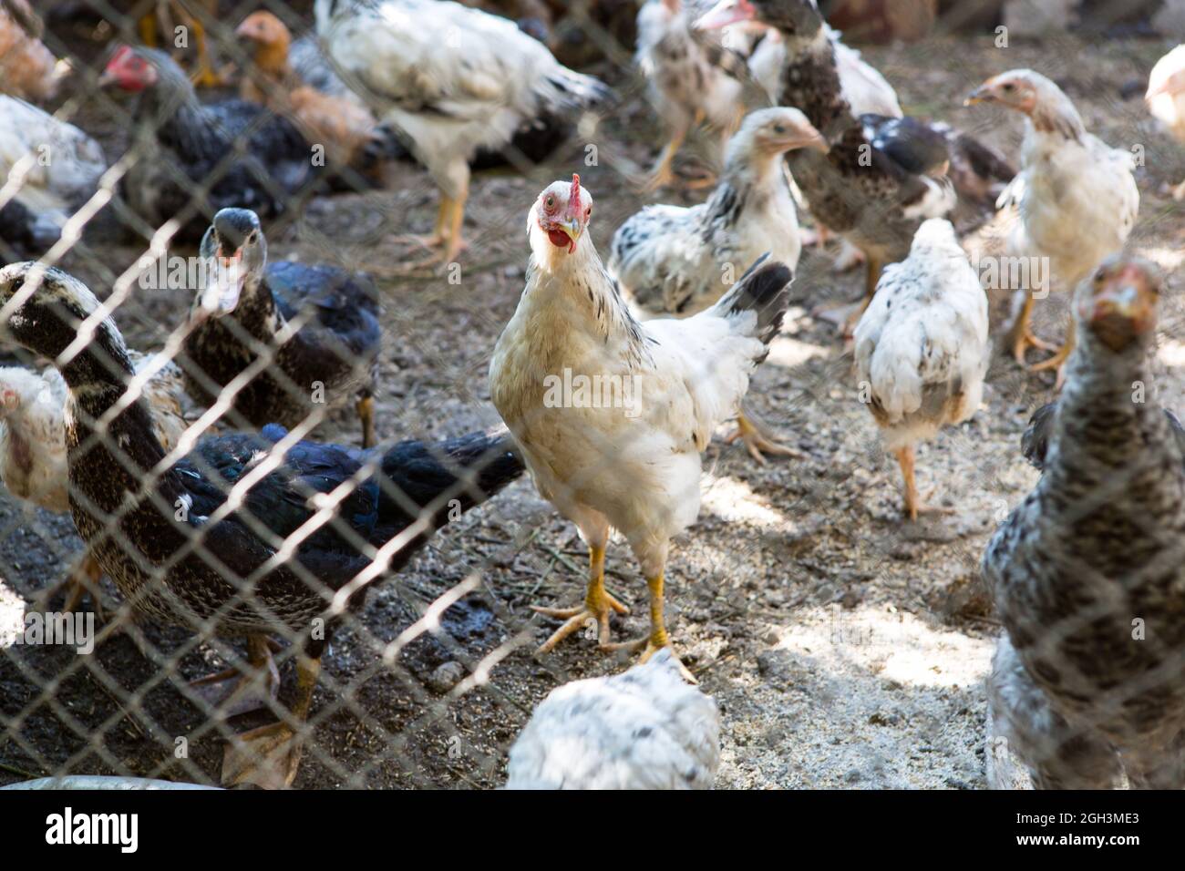 ducks and hens in the pen Stock Photo - Alamy