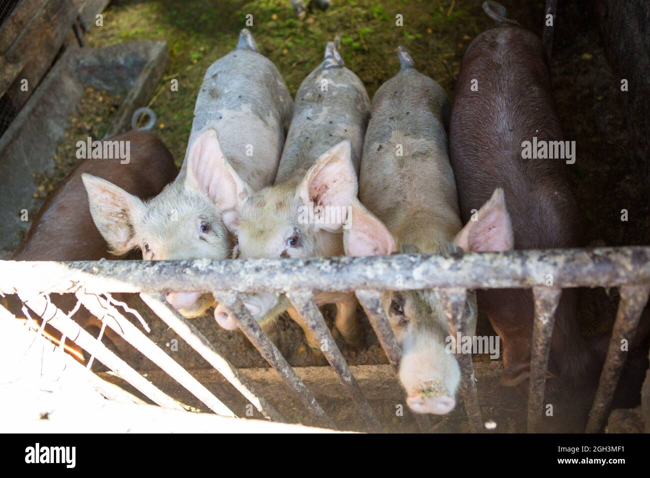 pigs in a barn in a village Stock Photo - Alamy